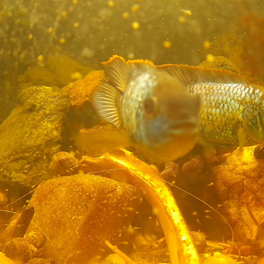 Мальки Нанакары