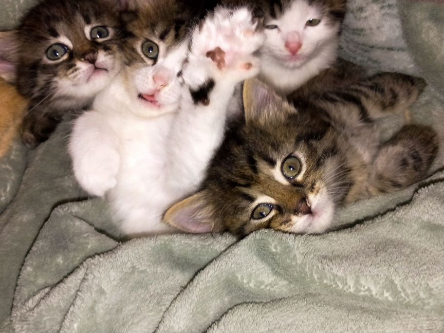 Котята ищут дом