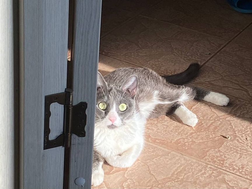 Кошка в добрые руки