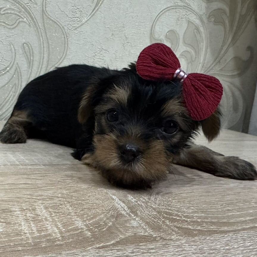 Йоркширский терьер, щенок