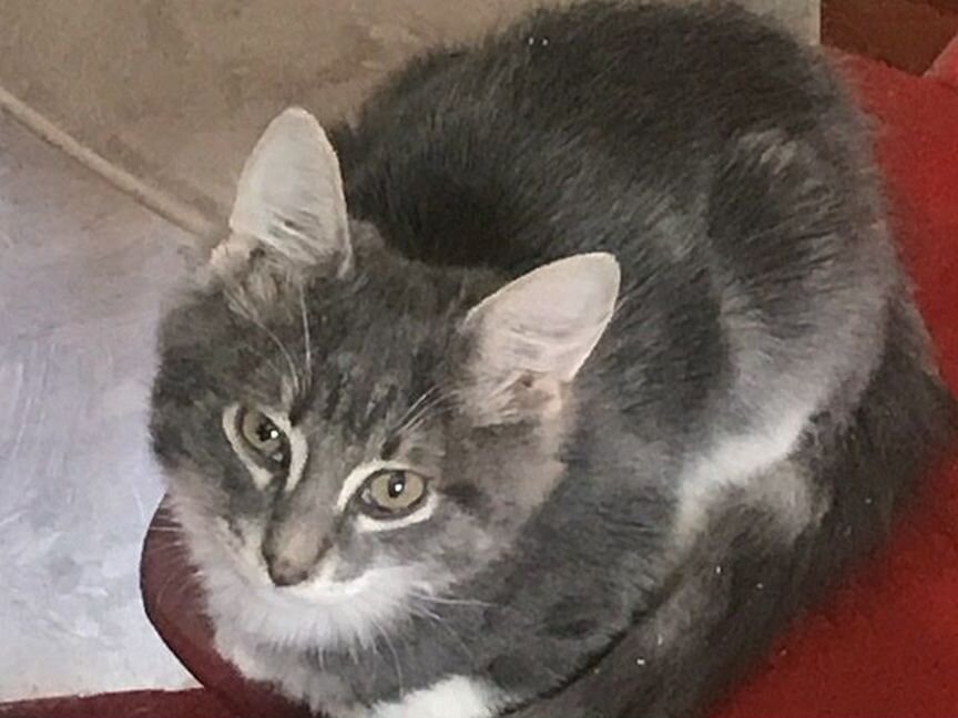 Котенок мальчик серый