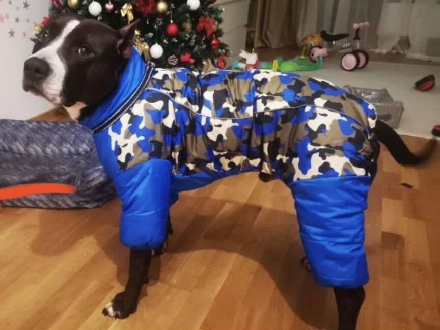 Зимняя одежда для собак