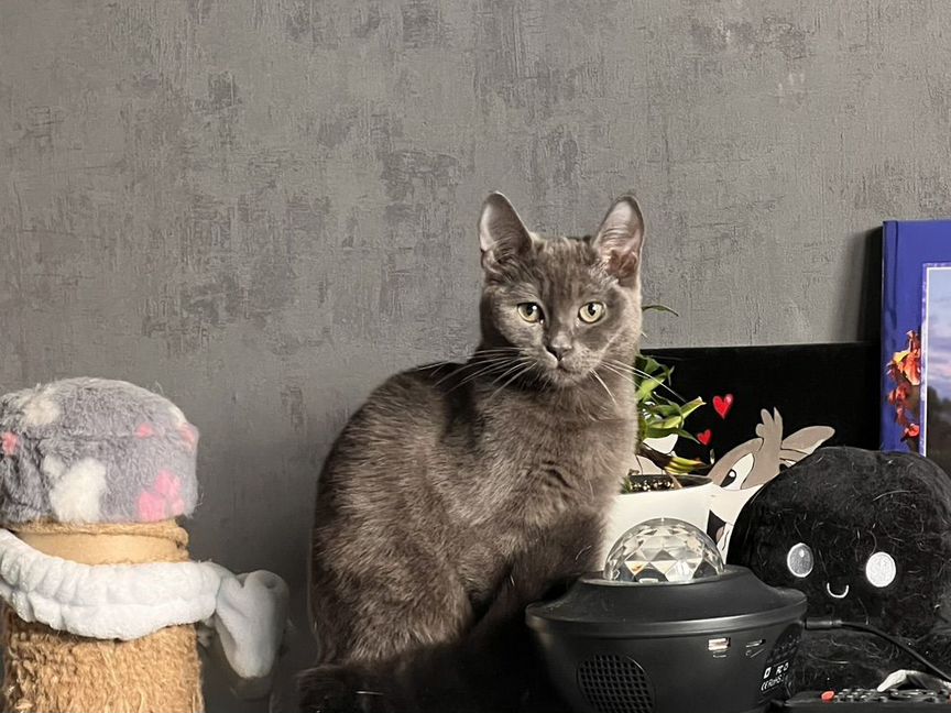 Кот Смоки