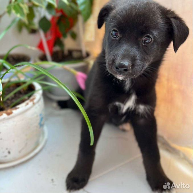 Щенки хаски лайки