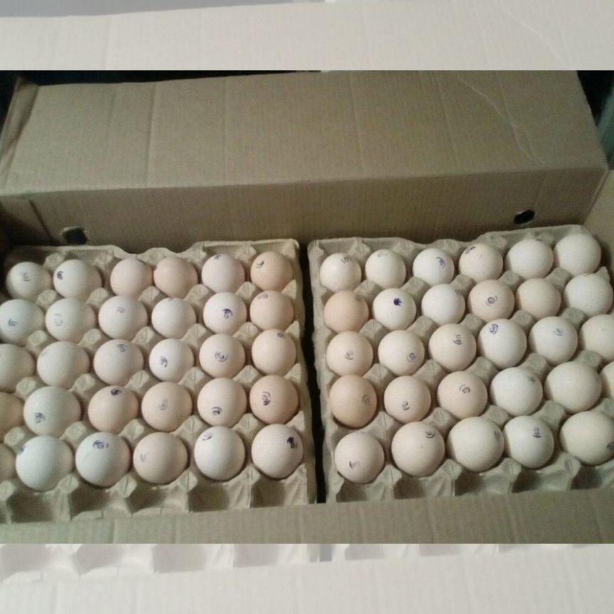 Яйцо бройлера Росс-308 Венгрия