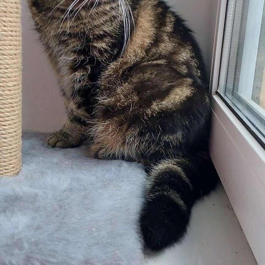 Британка в добрые руки