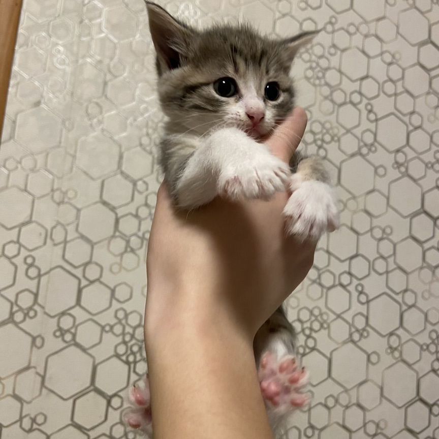 Котята в добрые руки бесплатно приучены к лотку