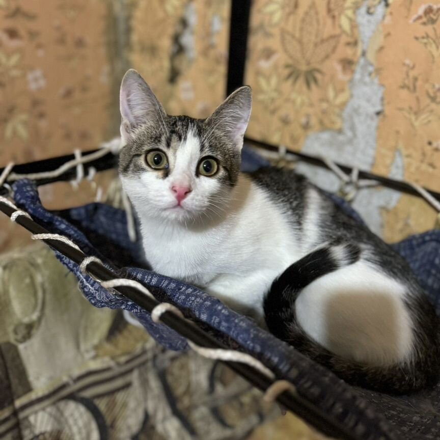 Ласковый котенок Сима в дар