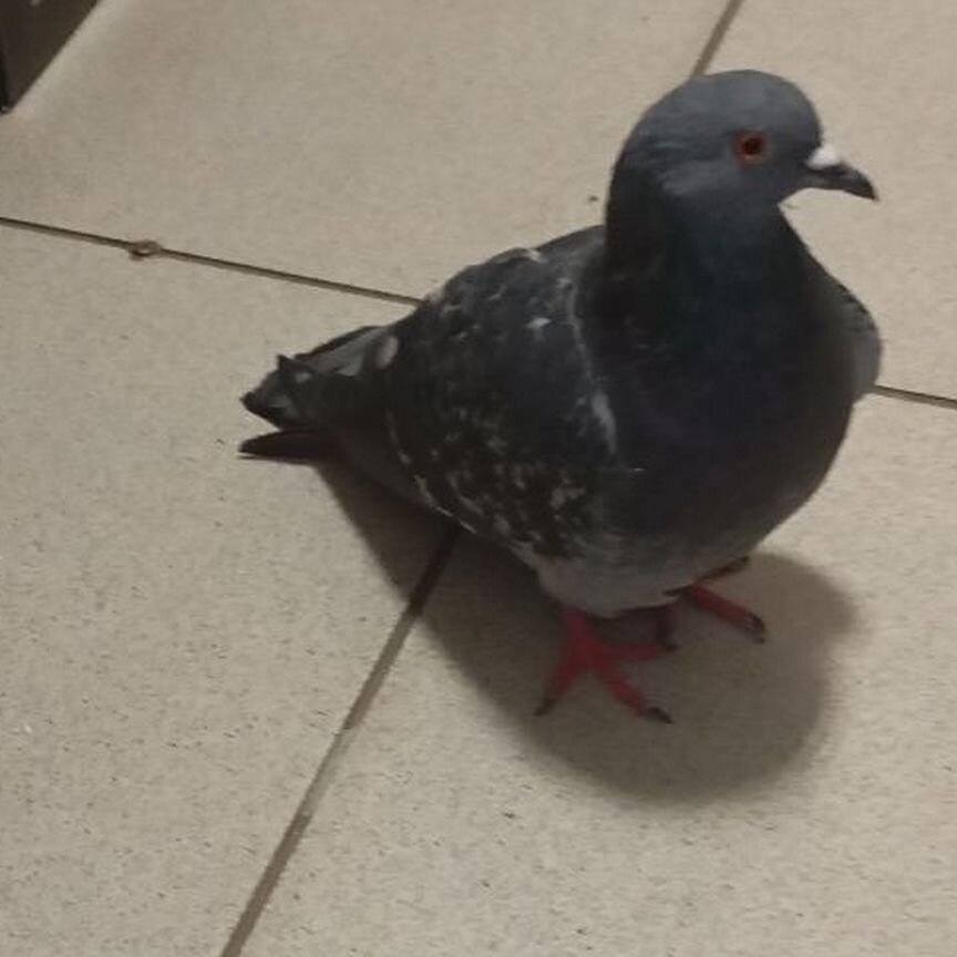 Голубь в добрые руки