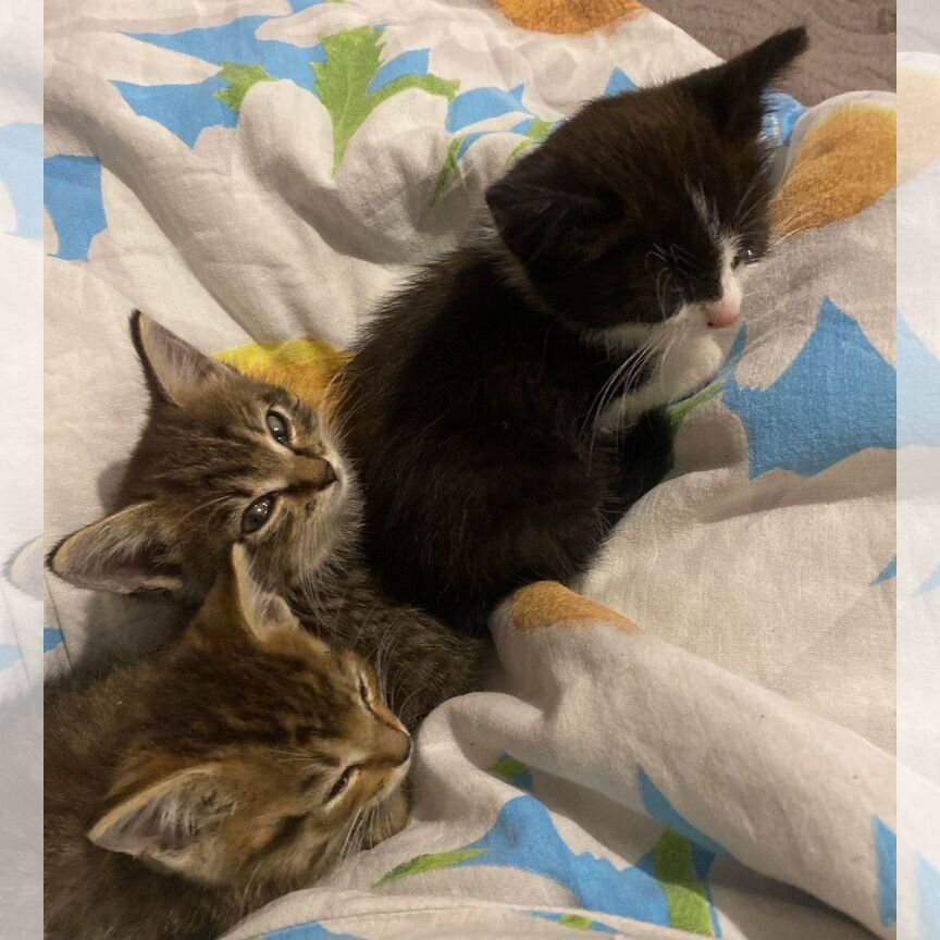 Котята в добрые руки бесплатно