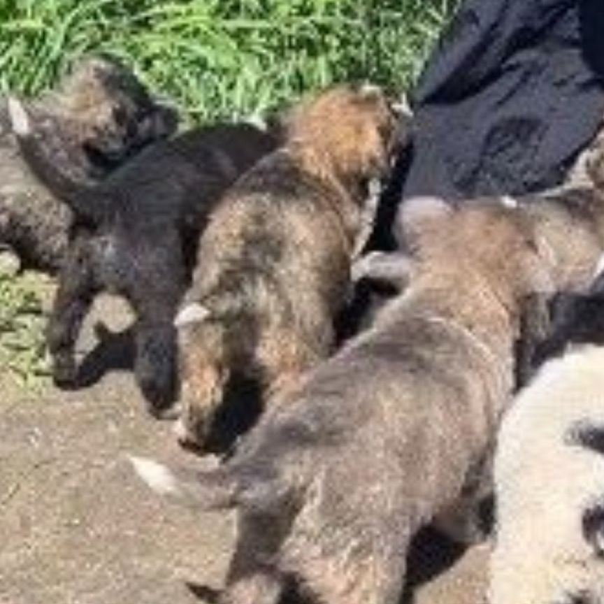 Щенки в добрые руки