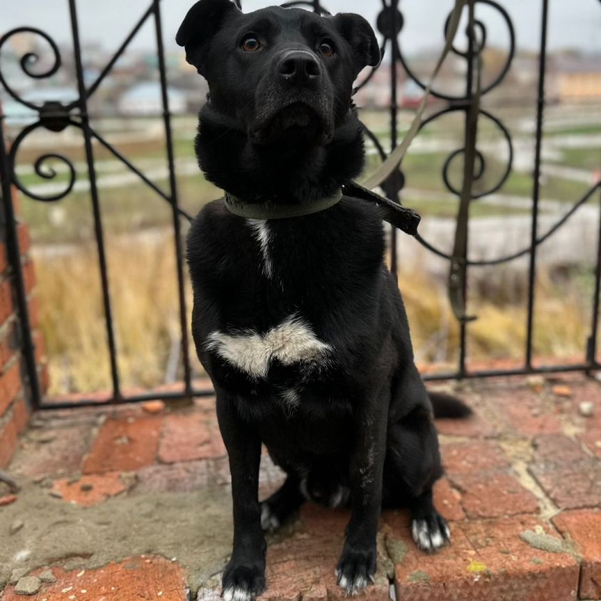 Взрослая собака в добрые руки