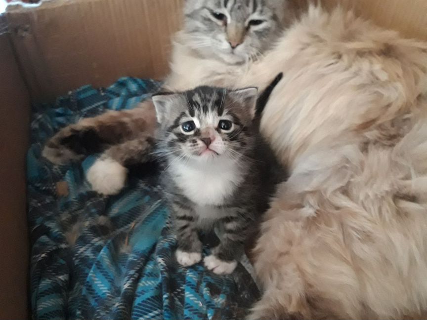 Ищу котенка девочку невская маскарадная