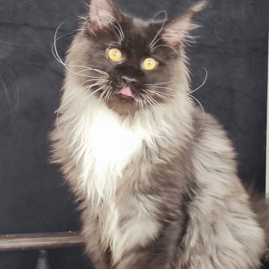 Чёрный дым котёнок