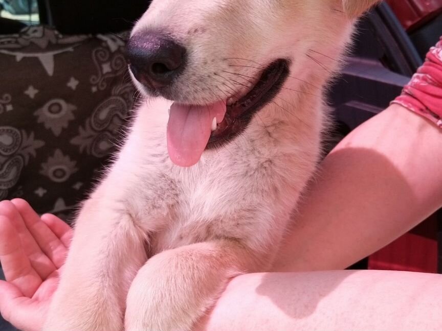 Щенок в добрые руки