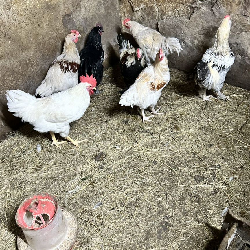 Петушки молоденькие