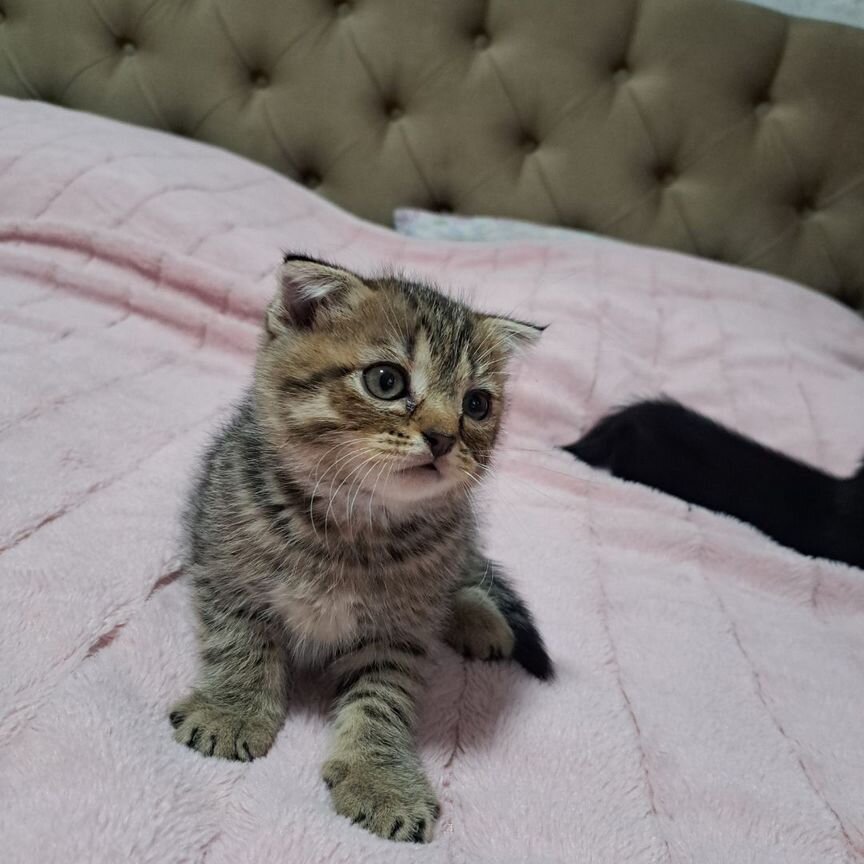 Отдам в добрые руки