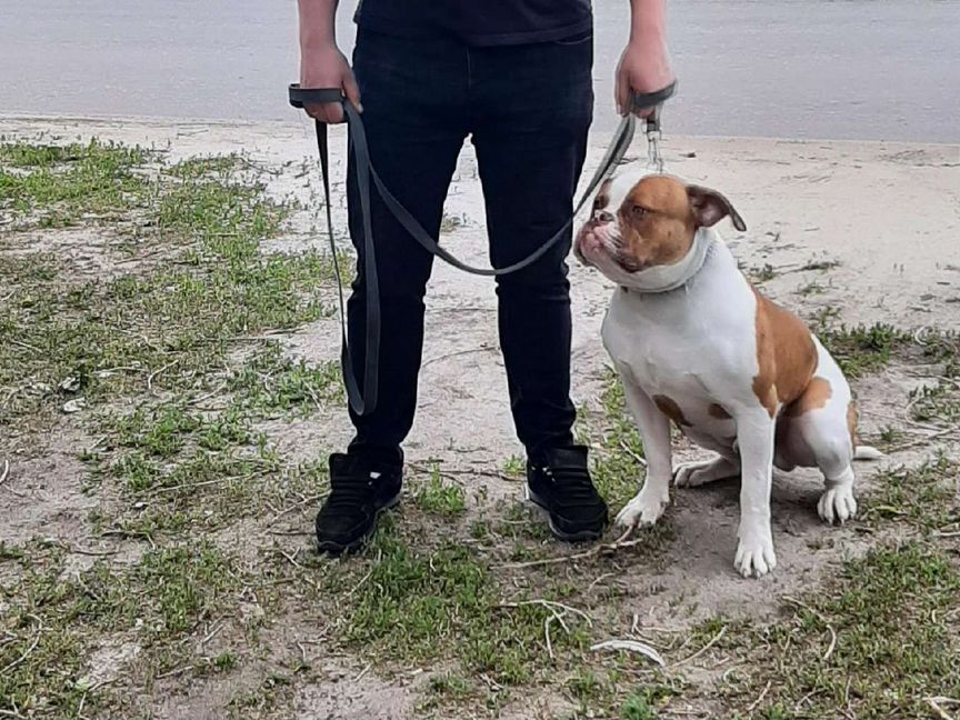 Американский бульдог вязка