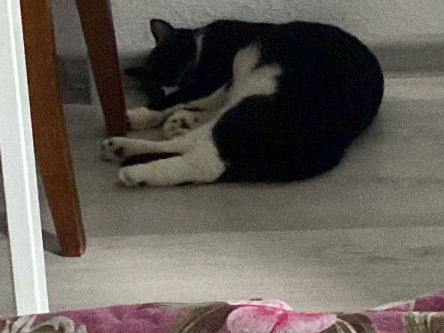 Отдам кота в добрые руки