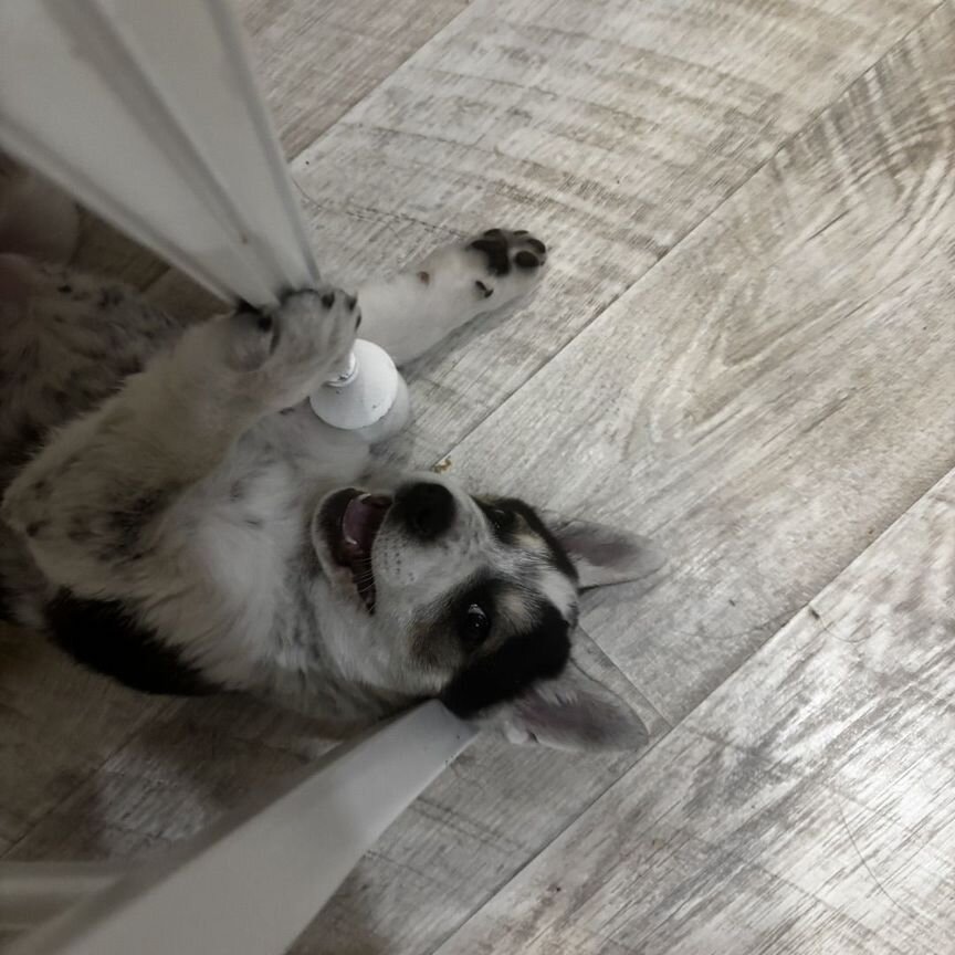 Щенок ищет дом