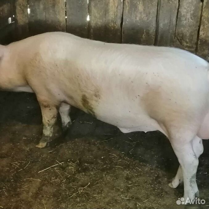 Хряк на племя