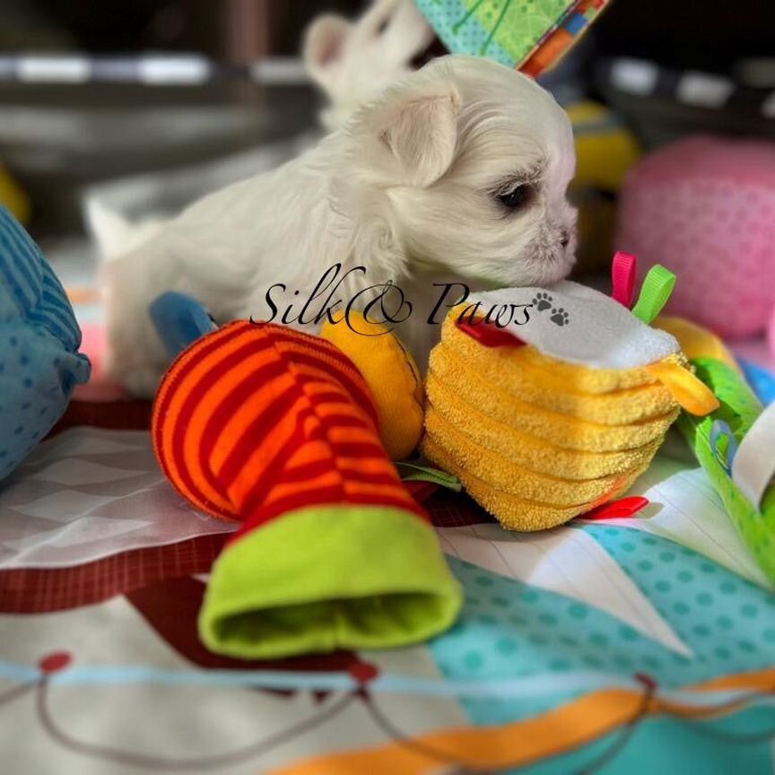 Мальтезе мальтийская болонка mini