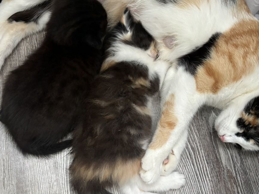 Котята в добрые руки