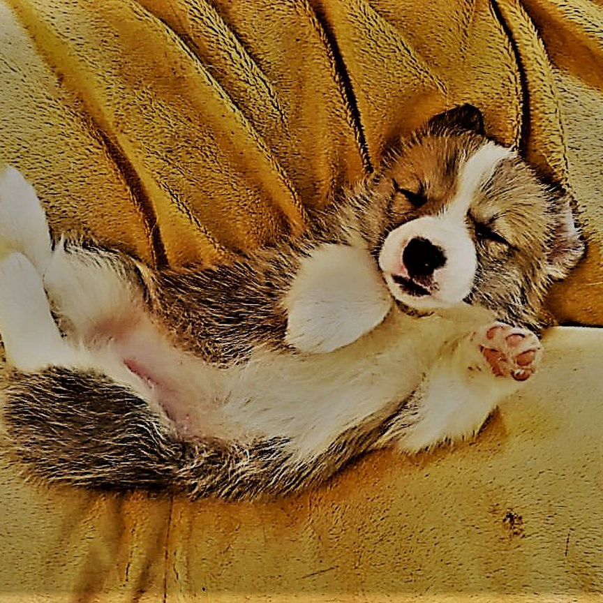 Очаровательные щенки Корги