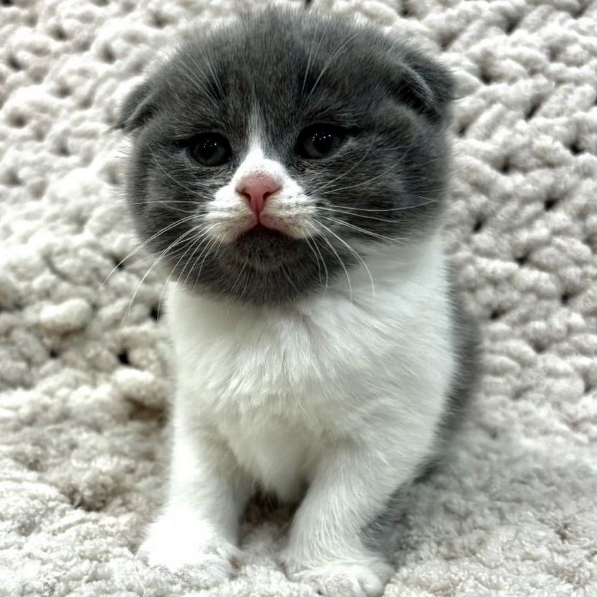 Шотландский вислоухий короткошёрстный котёнок