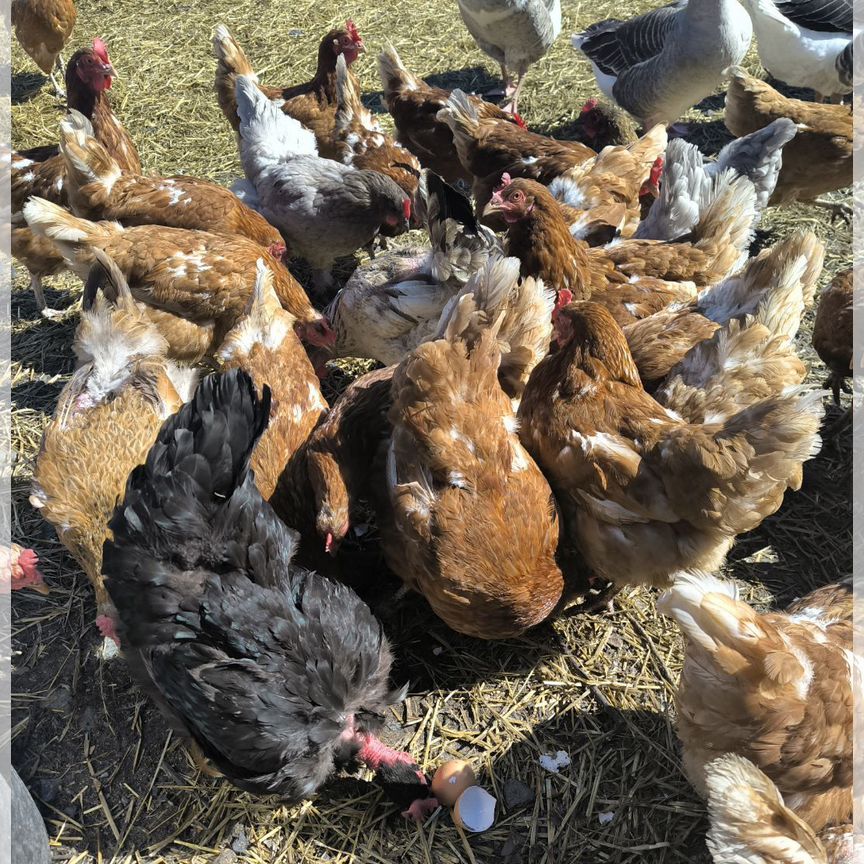 Куры несушки домашние