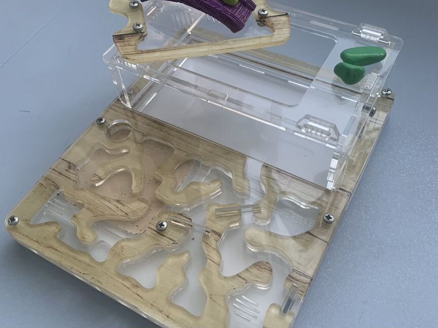 Муравьиная ферма, формикарий