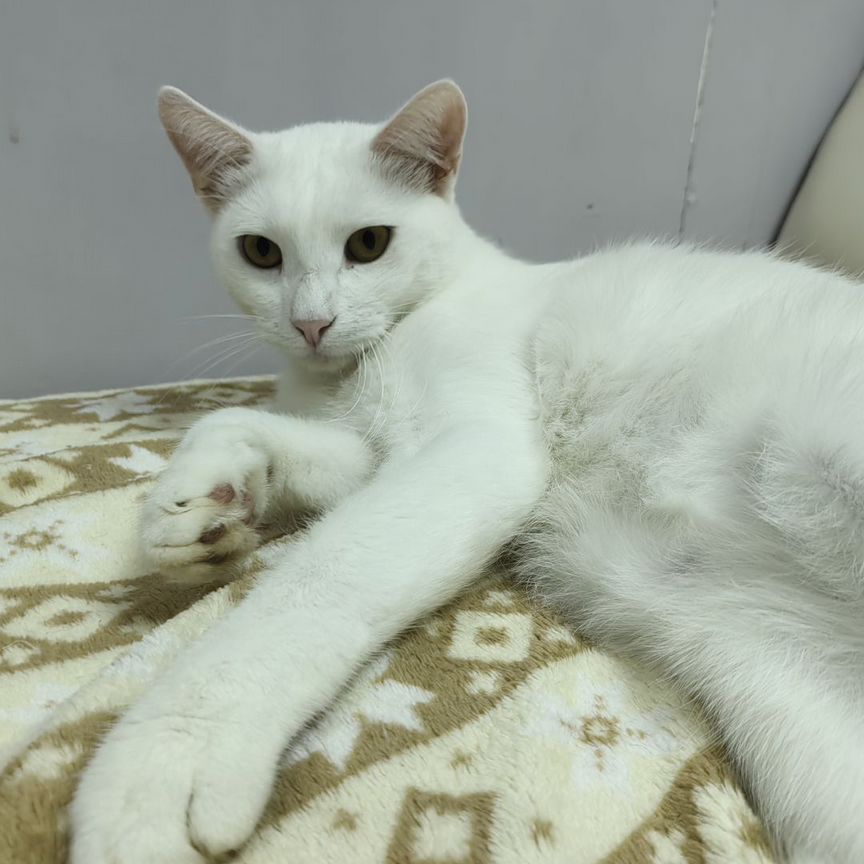 Котик