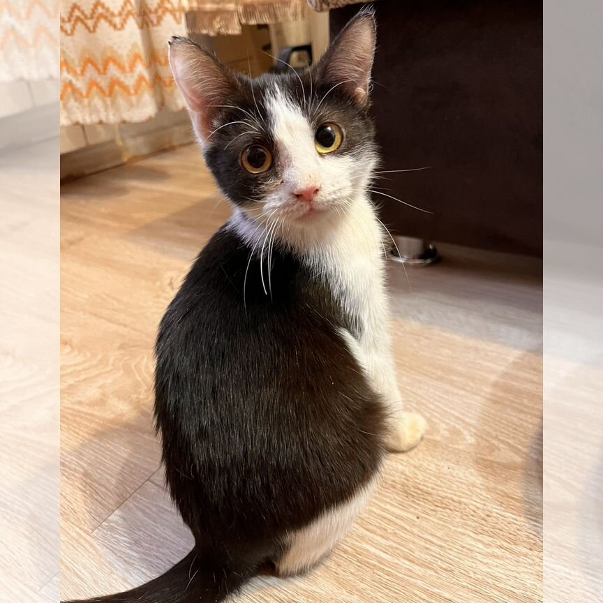 Котенок Ася 4 месяца