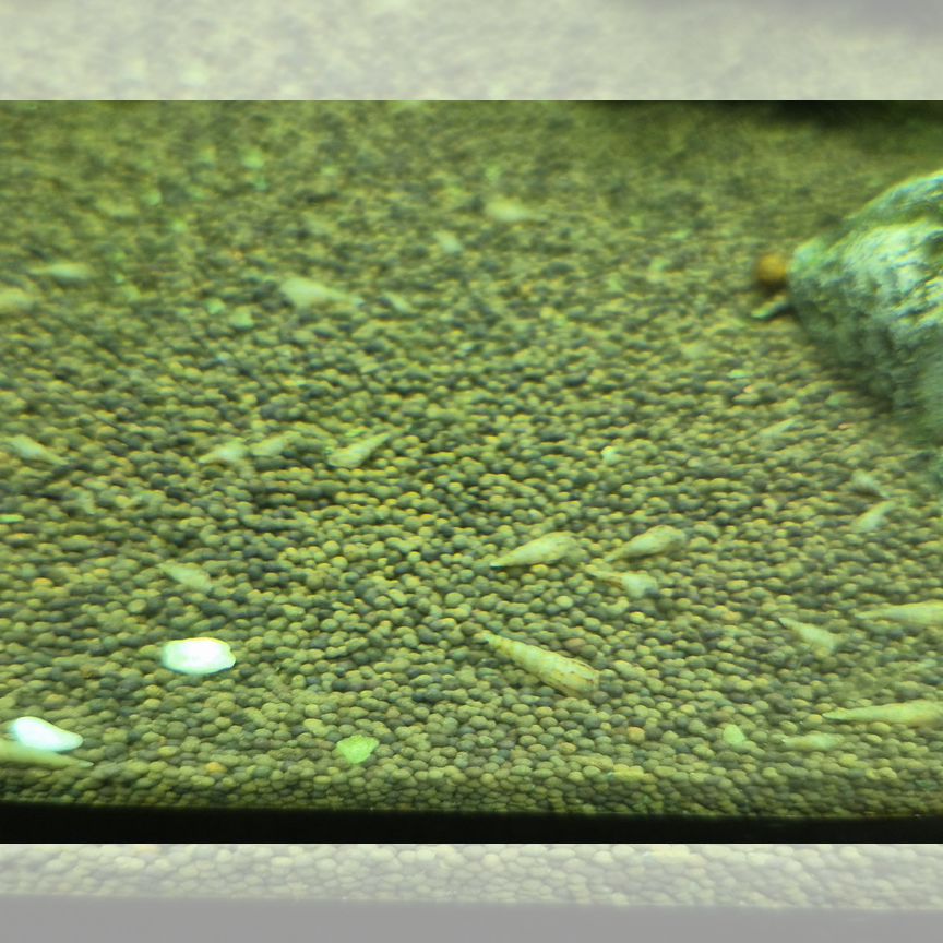 Улитки катушки и улитки милании