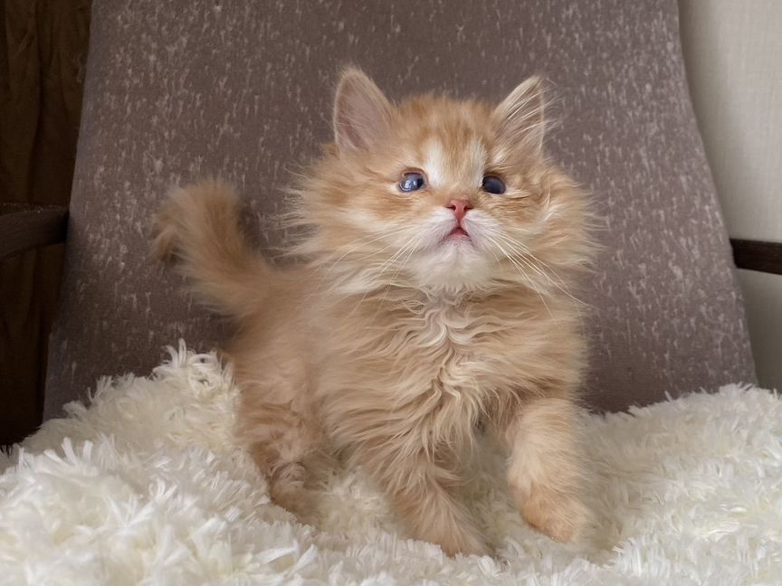 Король Лев