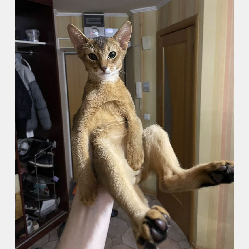 Абиссинский кот