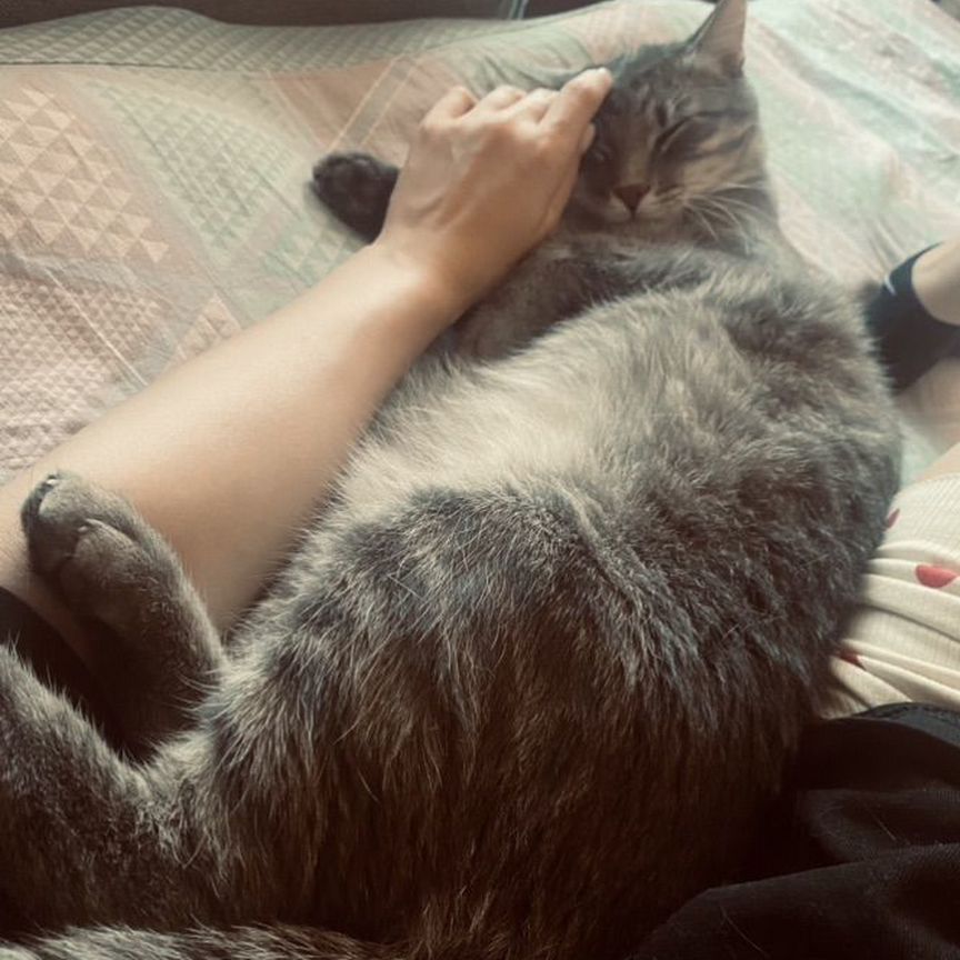Котик в хорошие руки