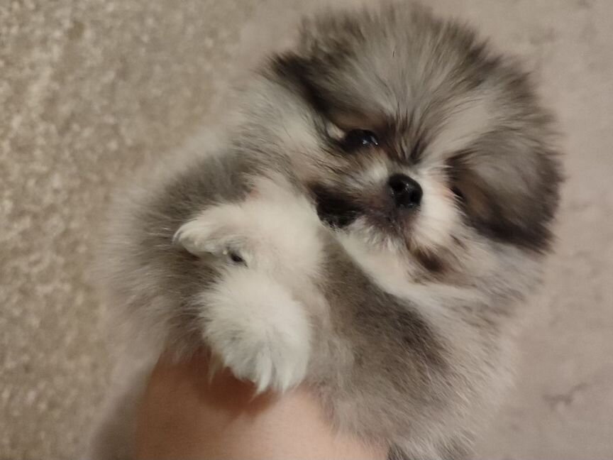 Померанский шпиц девочка