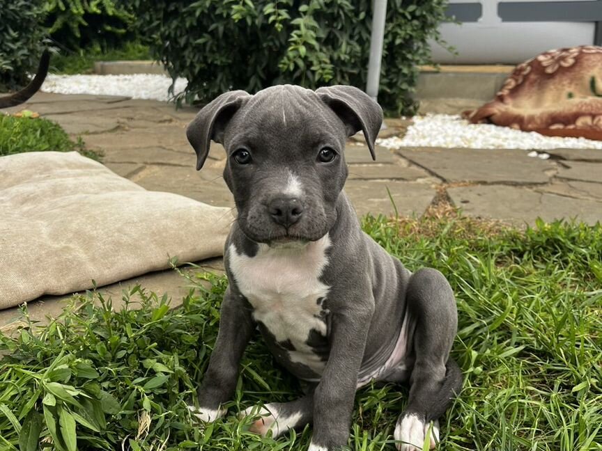 Щенки голубого амстаффа