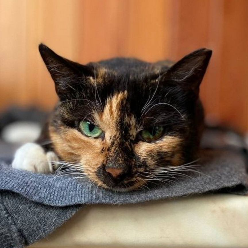 Взрослая, кошка в добрые руки