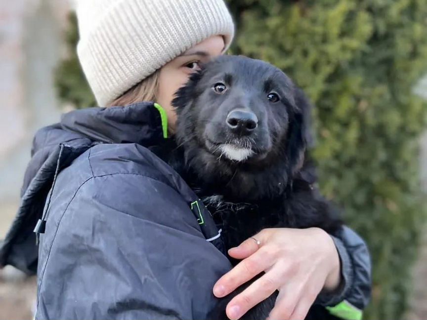 Милые щенки ждут родителей