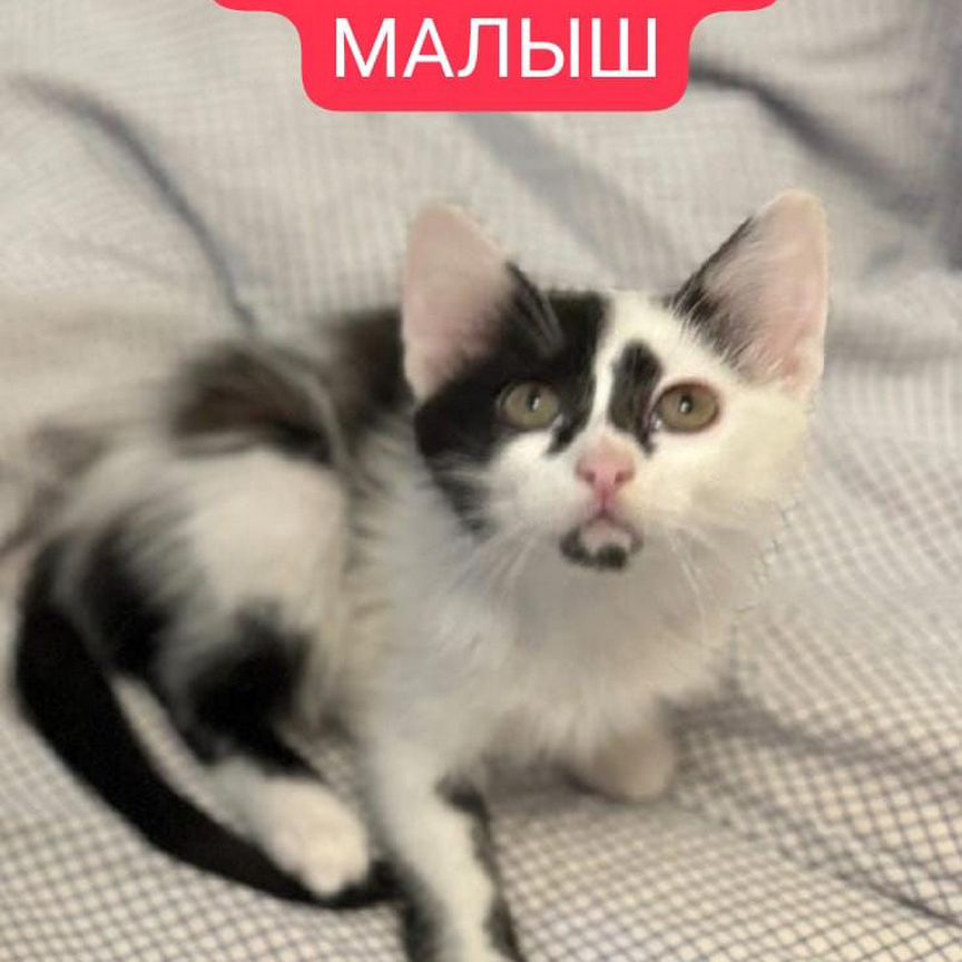 Котёнок тортик, 2 мес., бело-черного окраса