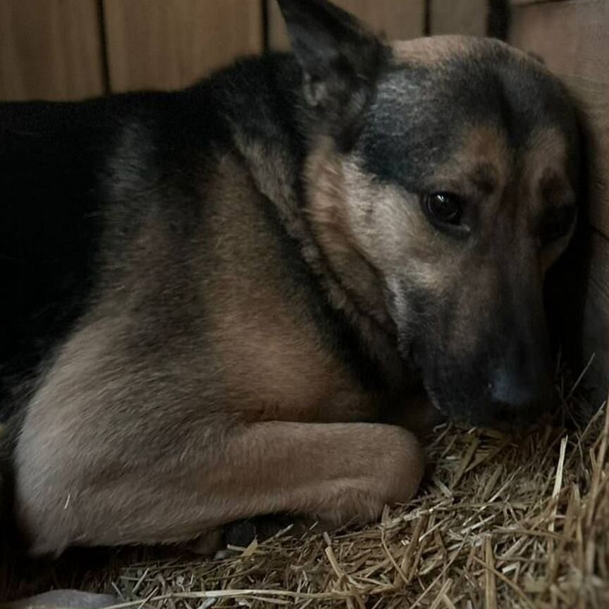 Собака в добрые руки