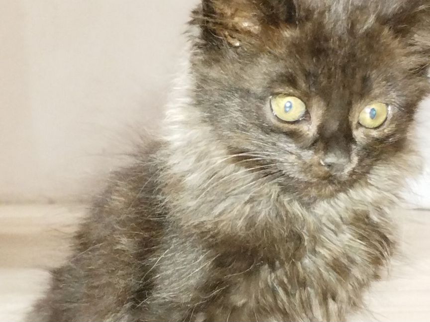 Кошка