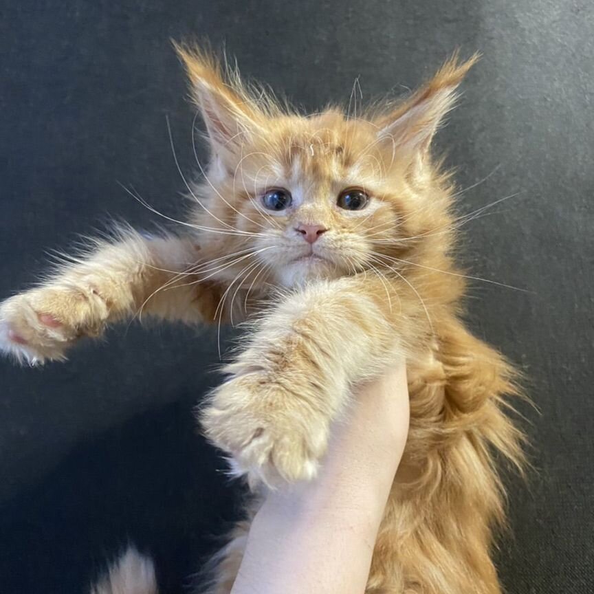 Мейн-кун с кисточками