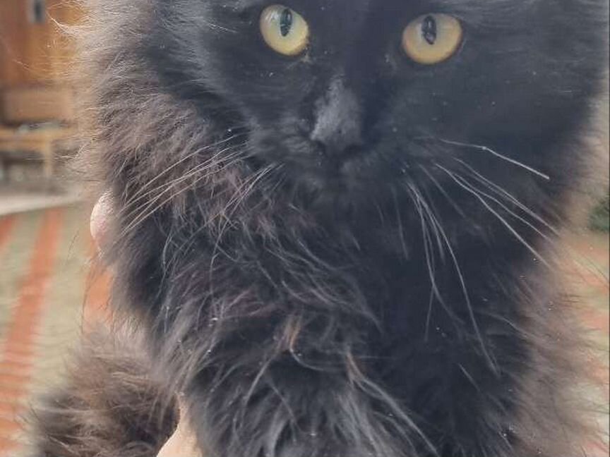 Пушистая красавица Буся)