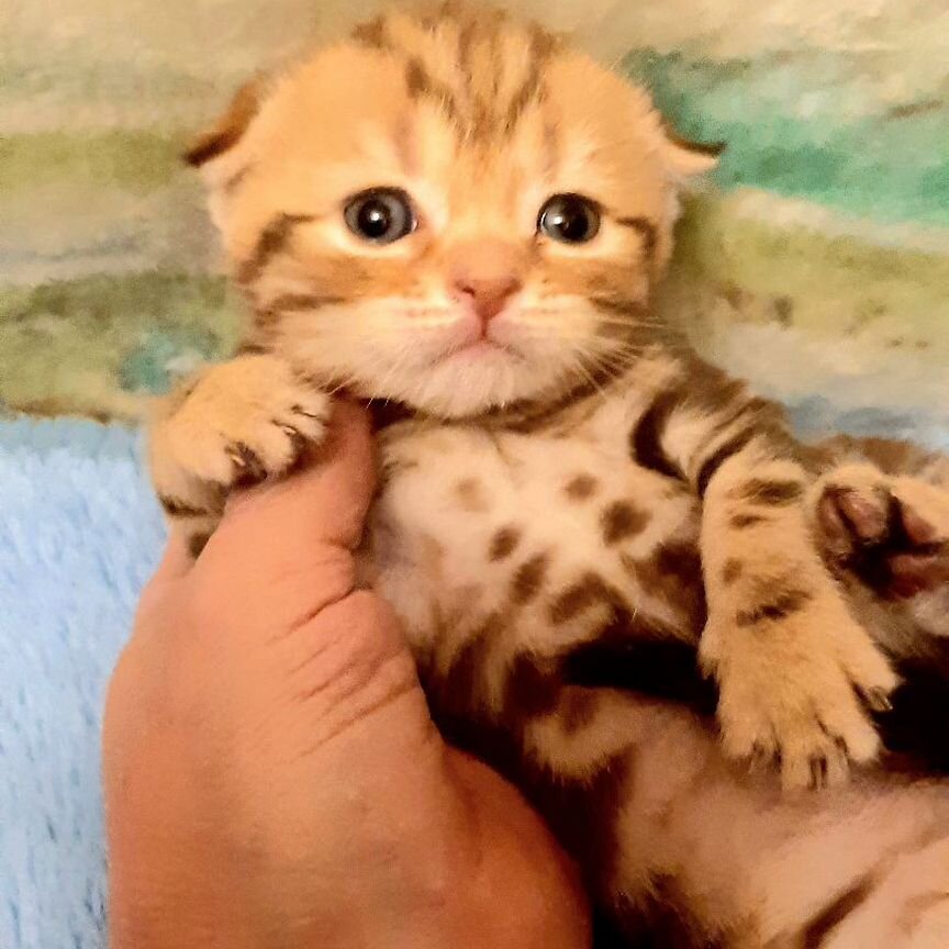 Шотландские котята на золоте