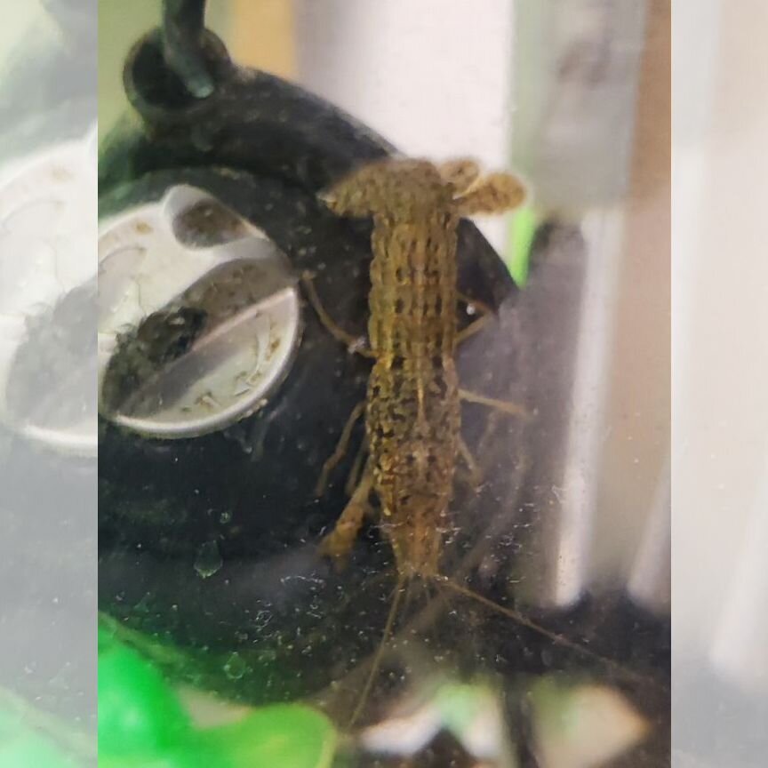 Аквариумные раки