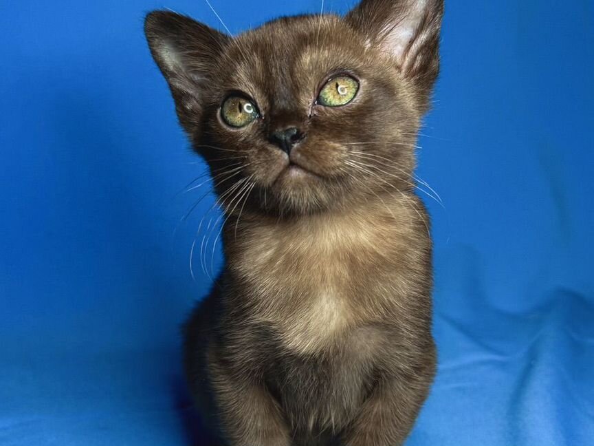 Бурманские котята
