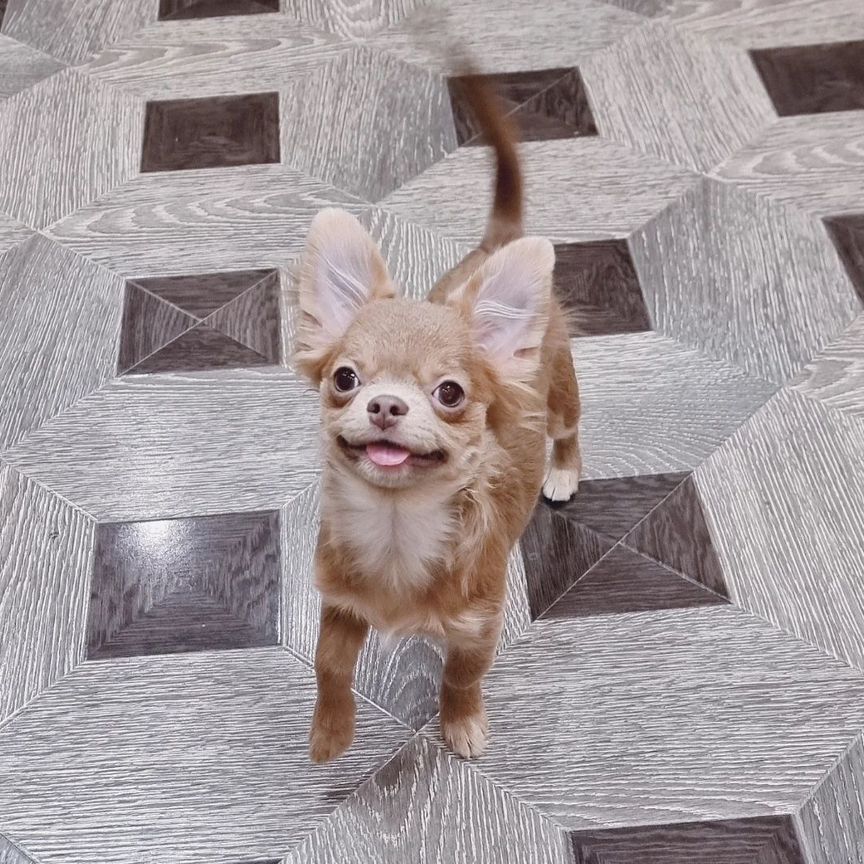 Чихуахуа девочка лиловая